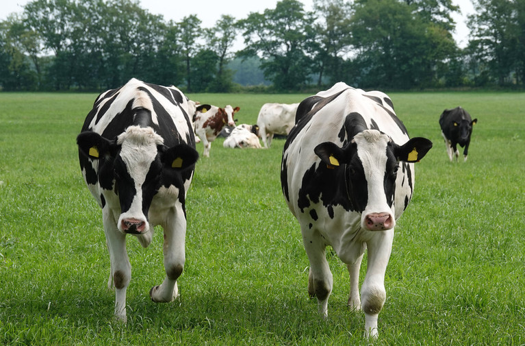 HSF Kramer and Freshfields Lead on High-Stakes $2B Fonterra Dairy Deal ...